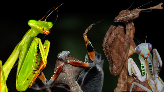 Mantises & Phasmid Collector Cards and Enclosure Labels – Exotic Pet Decor