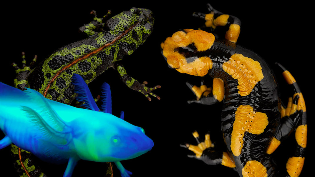 Newts & Salamander Collector Cards and Enclosure Labels – Exotic Pet Decor