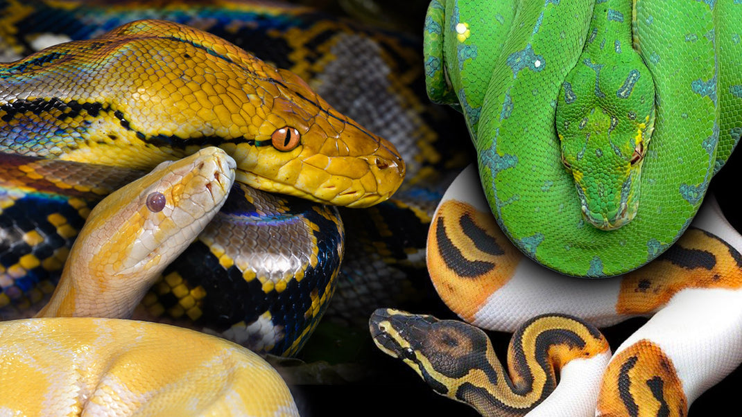 Python Snake Collector Cards and Enclosure Labels – Exotic Pet Decor