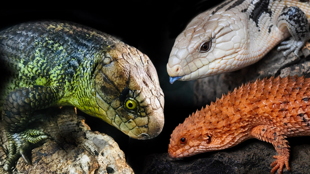 Skink Collector Cards and Enclosure Labels – Exotic Pet Decor