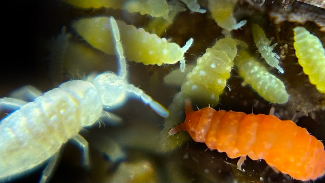 Springtail Collector Cards and Enclosure Labels – Exotic Pet Decor
