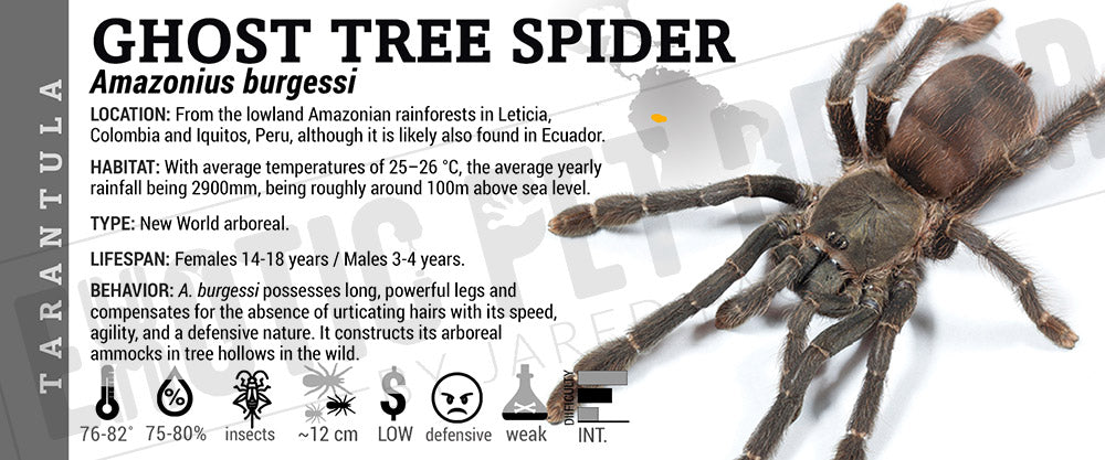 Amazonius burgessi 'Ghost Tree Spider' Tarantula Cards and Enclosure ...