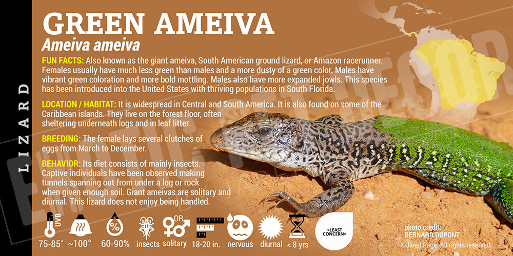 Ameiva ameiva 'Green Ameiva' Lizard Cards and Enclosure Labels – Exotic ...