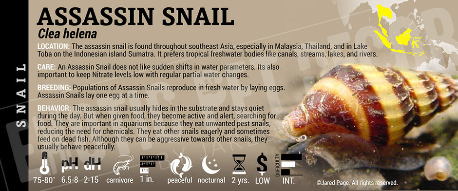 Freshwater Animal Collector Cards and Tank Labels – Exotic Pet Decor