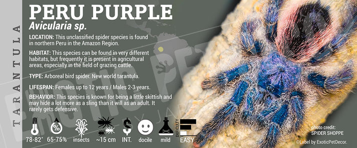 Avicularia sp. 'Peru Purple' Tarantula Cards and Enclosure Labels ...