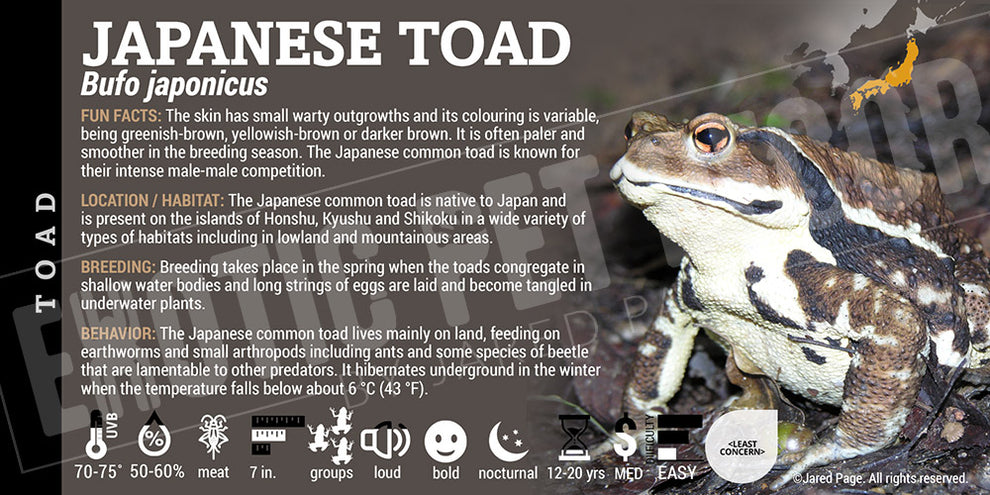 Bufo japonicus 'Japanese Common Toad' Cards and Enclosure Labels ...
