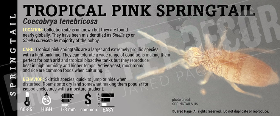 Springtail Collector Cards and Enclosure Labels – Exotic Pet Decor