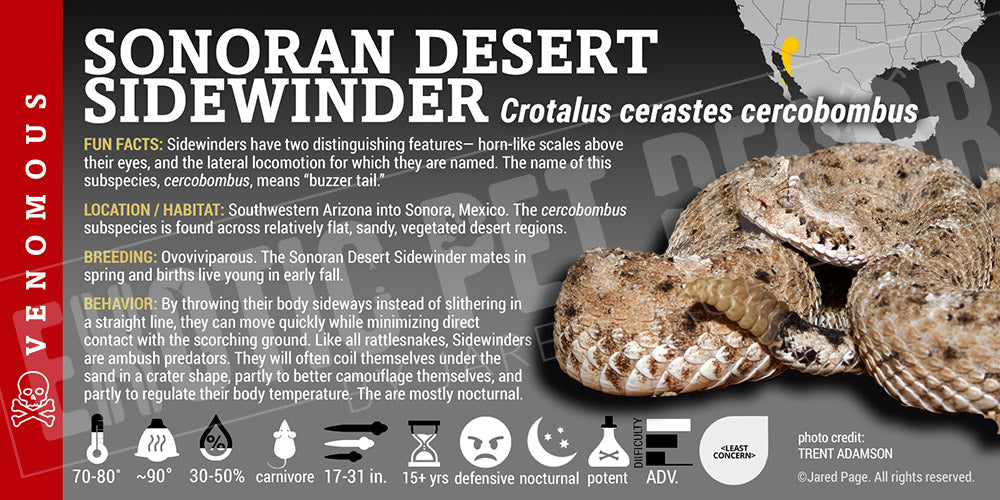 Crotalus cerastes cercobombus 'Sonoran Desert Sidewinder' Snake Cards ...