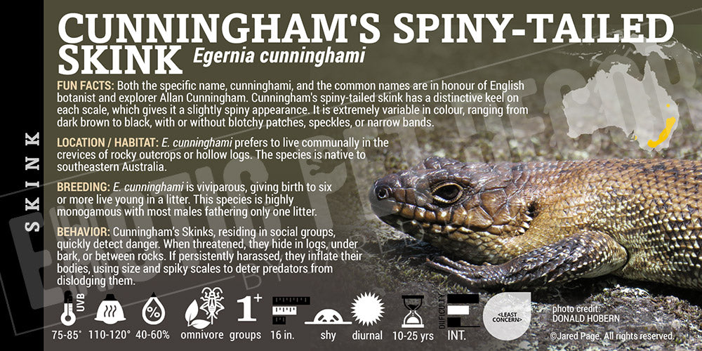 Egernia cunninghami 'Cunningham's Spiny-tailed' Skink Enclosure Labels ...