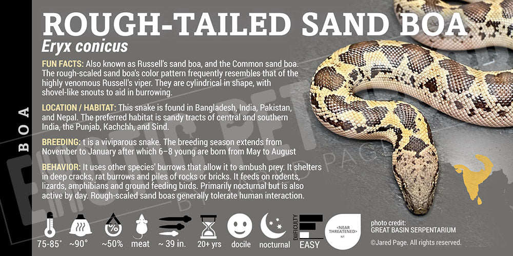 Eryx conicus 'Rough-tailed Sand Boa' Cards and Enclosure Labels ...