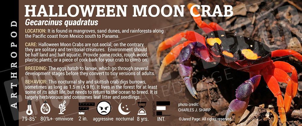 Gecarcinus quadratus 'Halloween Moon' Crab Cards and Enclosure Labels ...