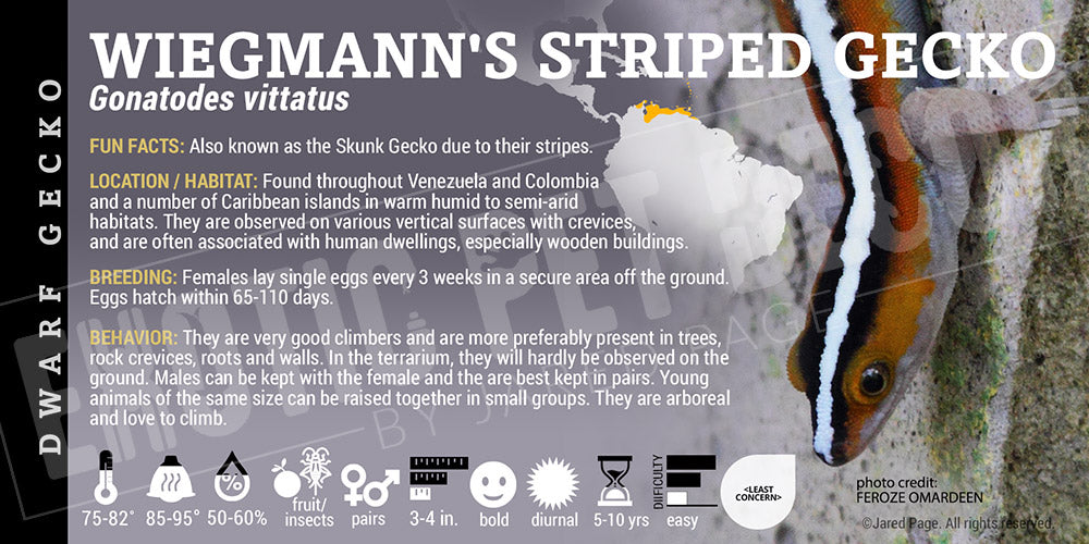 Gonatodes vittatus 'Skunk' Gecko Cards and Enclosure Labels – Exotic ...