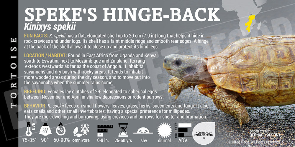 Kinixys spekii 'Speke's Hinge Back' Tortoise Cards and Enclosure Labels ...