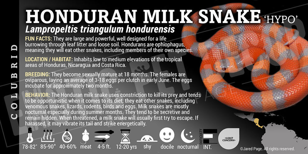 Lampropeltis triangulum hondurensis 'Honduran Milksnake' Cards and ...