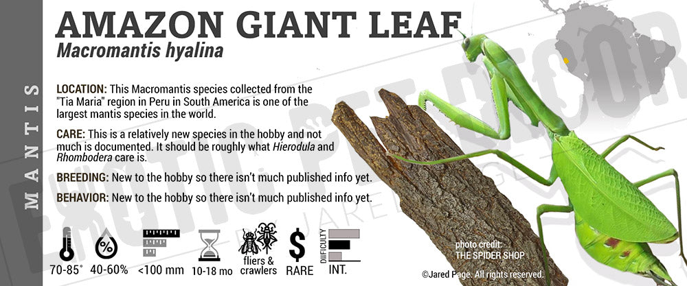 Macromantis hyalina 'Amazon Giant-Leaf' Mantis Cards and Enclosure ...