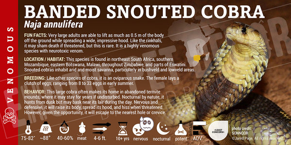 Naja annulifera 'Banded Snouted Cobra' snake Cards and Enclosure Labels ...