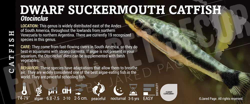Otocinclus 'Dwarf Suckermouth Catfish' Fish Cards and Enclosure Labels ...