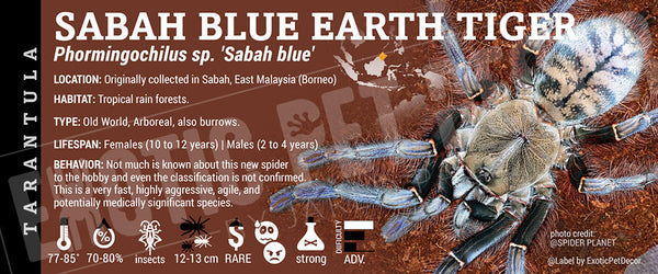 Phormingochilus sp. 'Sabah Blue Earth Tiger' Tarantula Cards and ...