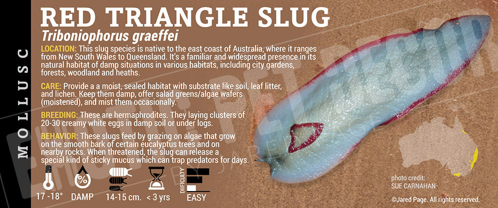 Triboniophorus graeffei 'Red Triangle' Slug Cards and Enclosure Labels ...