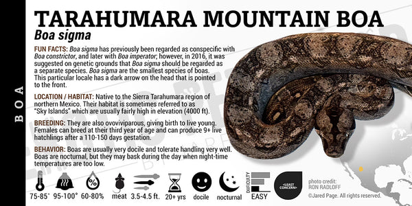 Boa sigma 'Tarahumara Mountain' Boa Cards and Enclosure Labels – Exotic ...