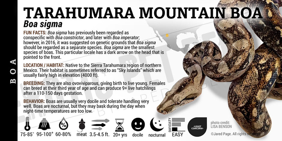 Boa Snake Collector Cards and Enclosure Labels – Exotic Pet Decor