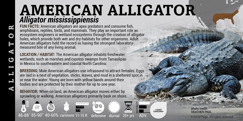 Alligator mississippiensis 'American' Alligator Cards and Enclosure ...