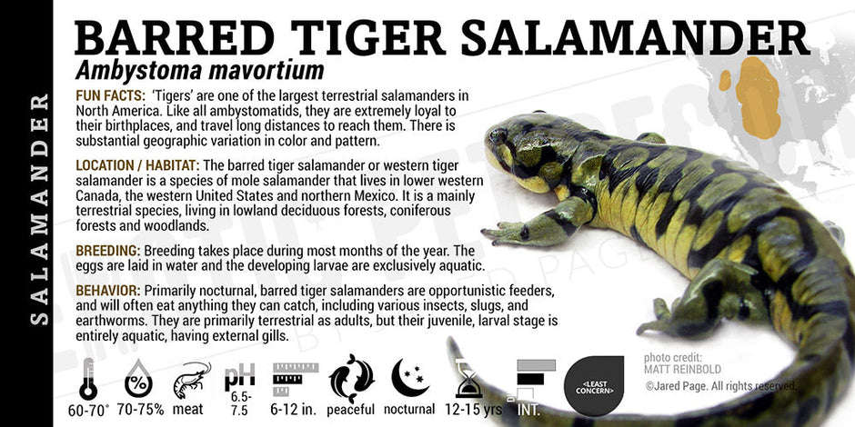 Newts & Salamander Collector Cards and Enclosure Labels – Exotic Pet Decor