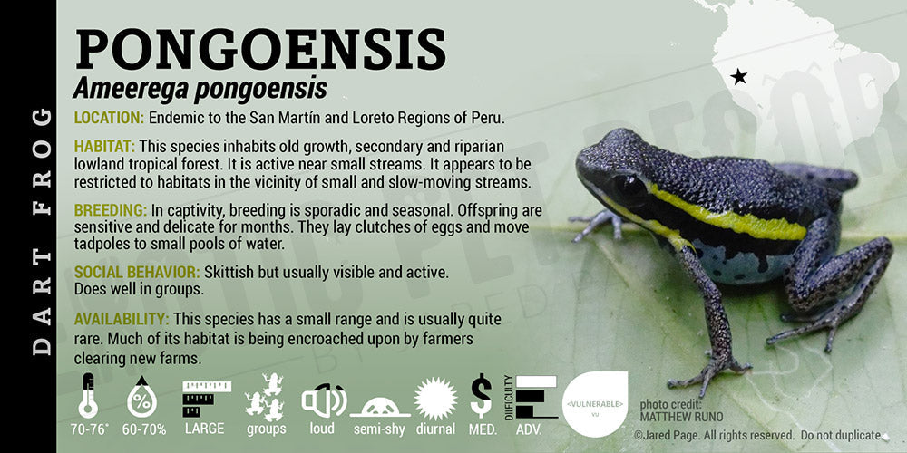 Ameerega pongoensis Cards and Enclosure Labels – Exotic Pet Decor