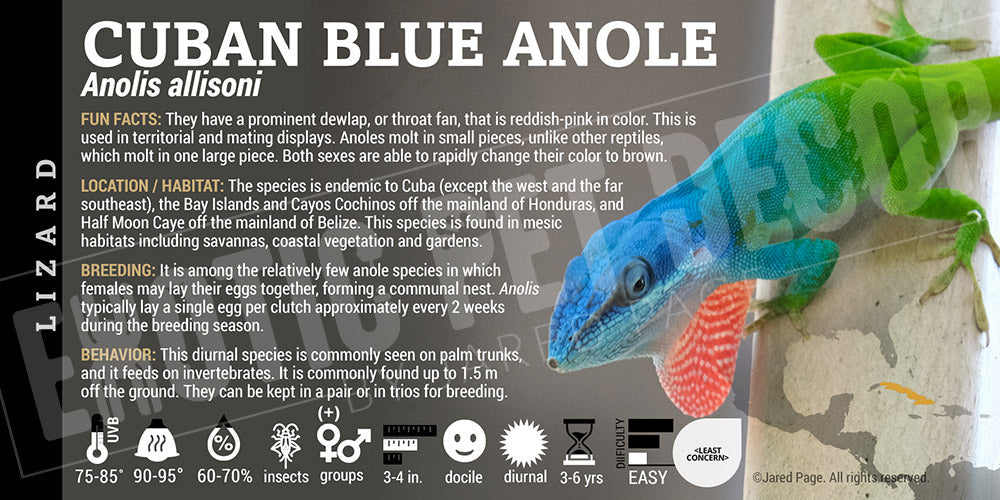 Anolis allisoni 'Cuban Blue' Anole Cards and Enclosure Labels – Exotic ...