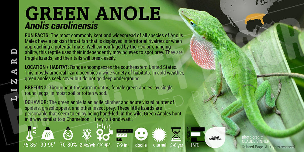 Anolis carolinensis 'Green' Anole Cards and Enclosure Labels – Exotic ...