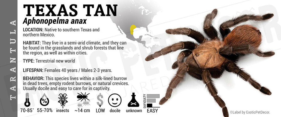 Tarantula Collector Cards and Enclosure Labels – Exotic Pet Decor