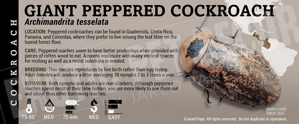 Archimandrita tesselata 'Giant Peppered' Roach Cards and Enclosure ...