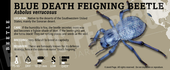 Bugs & Beetle Collector Cards and Enclosure Labels – Exotic Pet Decor
