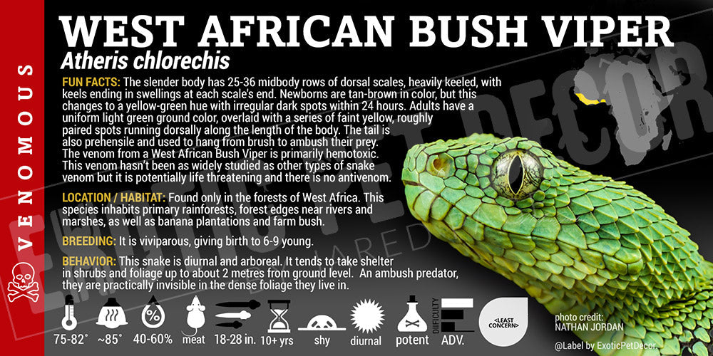 Atheris chlorechis 'West African Bush' Viper Cards and Enclosure Labels ...
