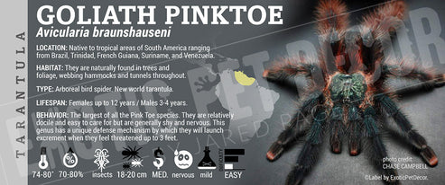 Avicularia braunshauseni 'Goliath Pinktoe' Tarantula Cards and ...