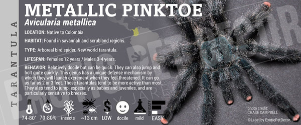 Avicularia metallica 'Metallic Pinktoe' Tarantula Cards and Enclosure ...