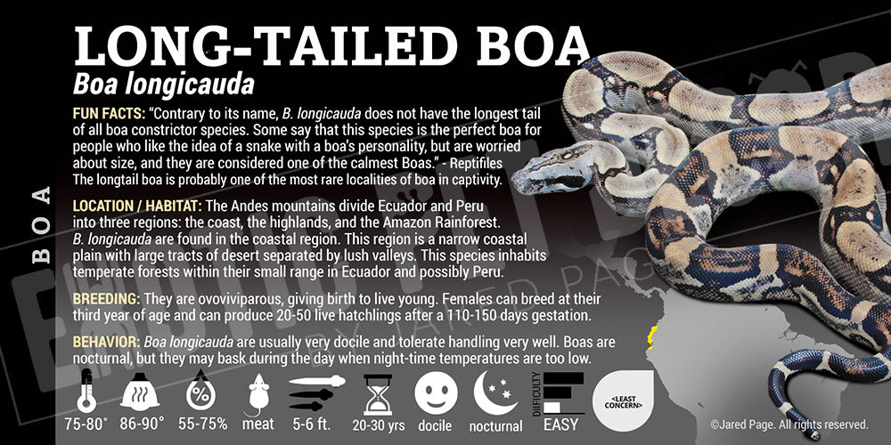 Boa longicauda 'Long Tail' Boa Cards and Enclosure Labels – Exotic Pet ...