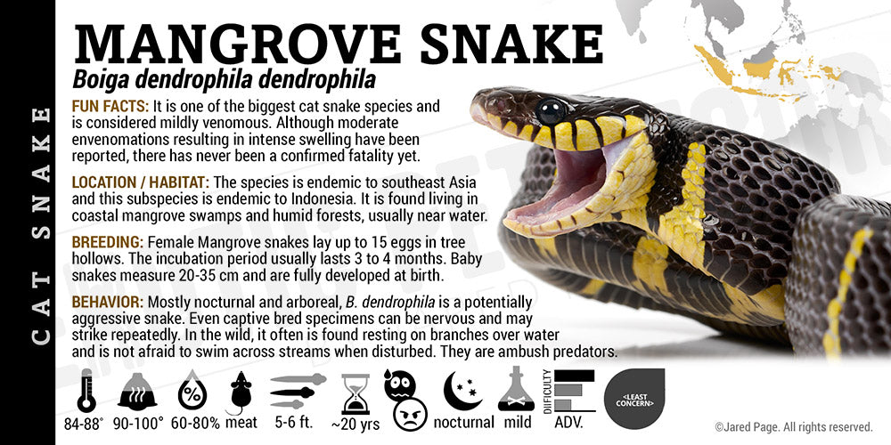 Boiga dendrophila dendrophila 'Mangrove' Snake Cards and Enclosure ...