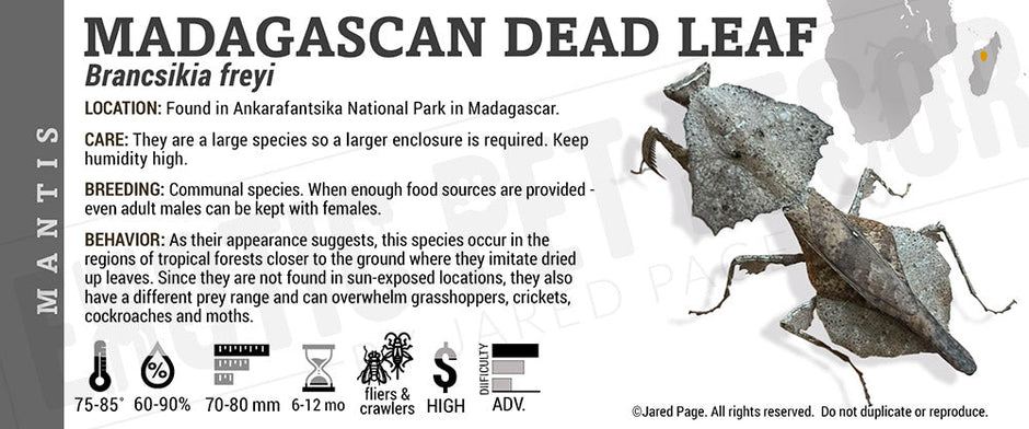 Mantises & Phasmid Collector Cards and Enclosure Labels – Exotic Pet Decor