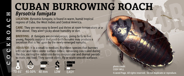 Byrsotria fumigata 'Cuban Burrowing Roach ' Cards and Enclosure Labels ...