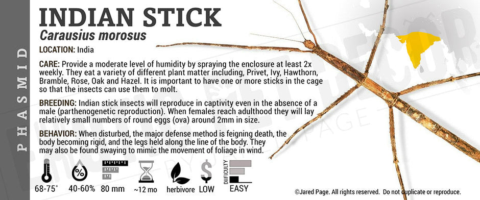 Mantises & Phasmid Collector Cards and Enclosure Labels – Exotic Pet Decor