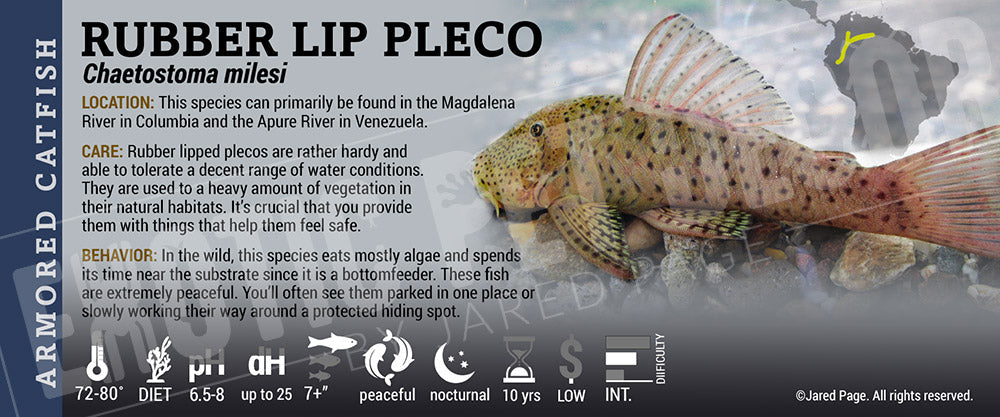 Chaetostoma milesi 'Rubbernose Pleco' Cards and Enclosure Labels ...