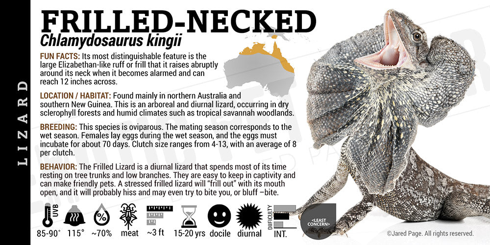 Chlamydosaurus kingii 'Frilled Necked' Lizard Cards and Enclosure ...