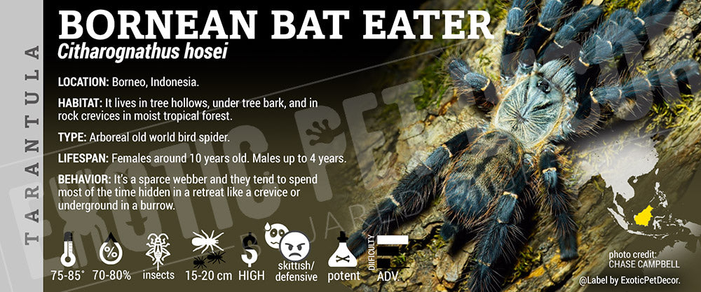 Citharognathus hosei 'Bornean Bat Eater' Tarantula Cards and Enclosure ...