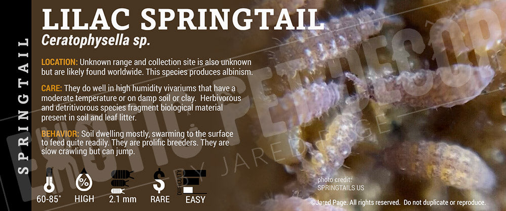 Coecobrya tenebricosa 'Tropical Pink' Springtail Cards and Enclosure ...