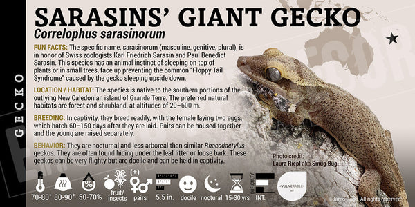Correlophus sarasinorum 'Sarasins' Giant' Gecko Cards and Enclosure ...