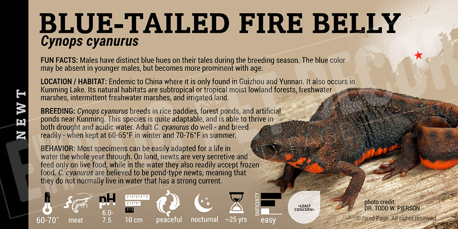 Newts & Salamander Collector Cards and Enclosure Labels – Exotic Pet Decor