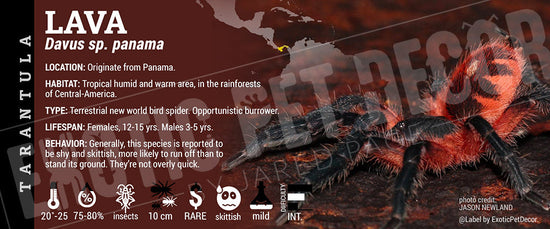 Davus sp. 'Panama Lava Spider' Tarantula Cards and Enclosure Labels ...
