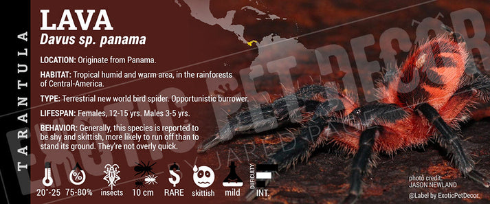 Davus sp. 'Panama Lava Spider' Tarantula Cards and Enclosure Labels ...