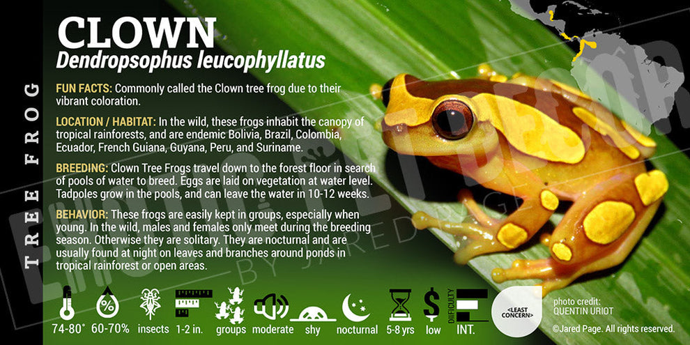Dendropsophus leucophyllatus 'Clown Tree Frog' Cards and Labels ...